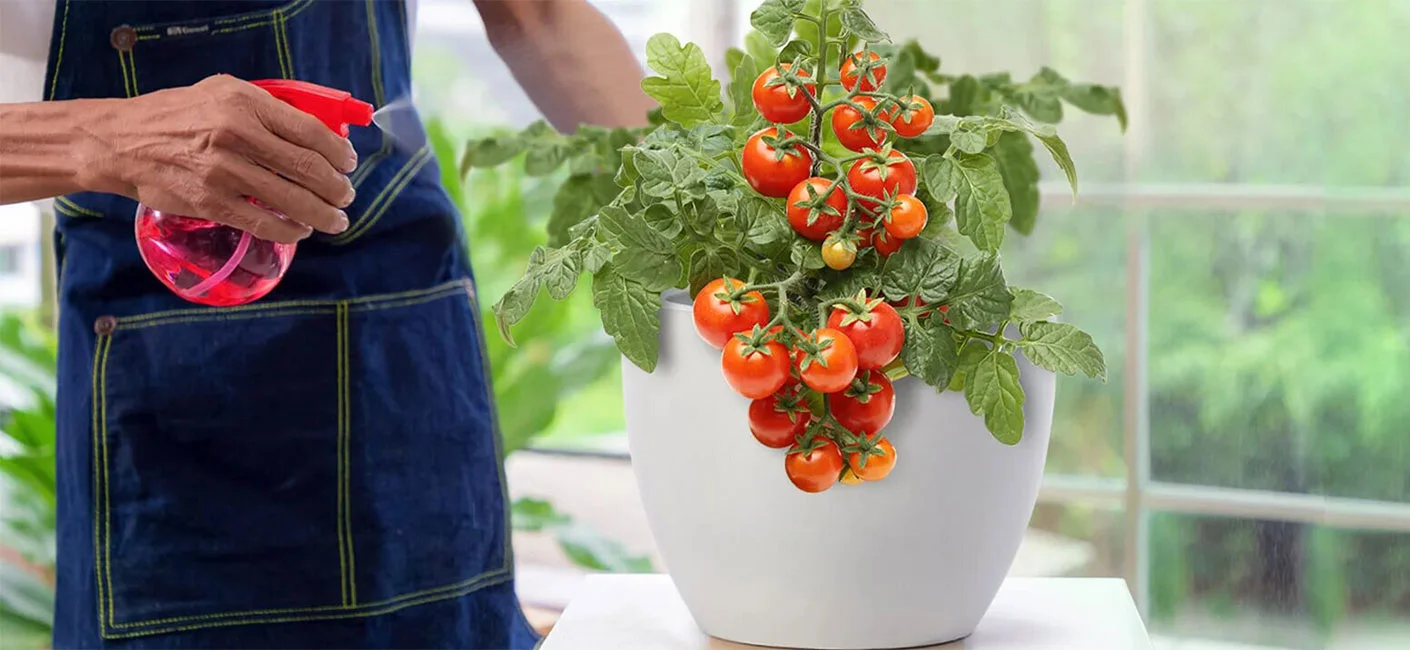 Easy Steps to Grow Veggies in Small Indoor Plant Pots - Bonasila