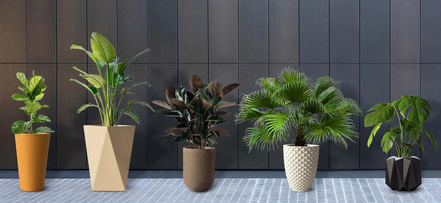 5 Trees You Can Grow Using Large Planters | Bonasila