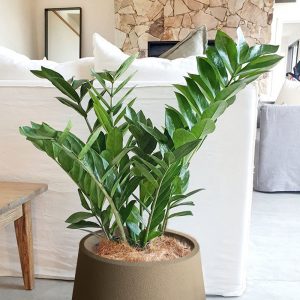 10 plants that grow in the dark | Bonasila